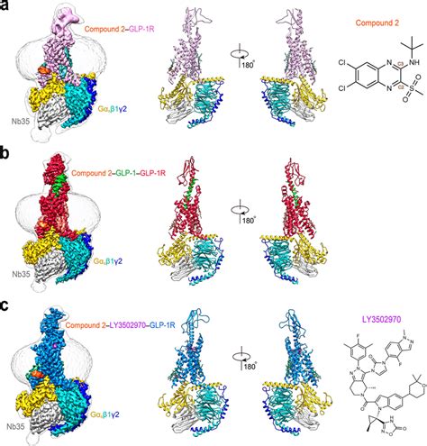 The Overall Cryo Em Structure Of Glp 1r Gs Complexes The Cryo Em Maps