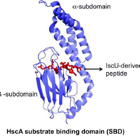 Crystal Structure Of The Complex Of The Substrate Binding Domain
