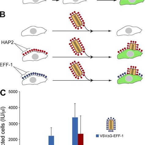 Model Of The 3d Structure Of A Thaliana Hap2 Ectodomain Indicates It