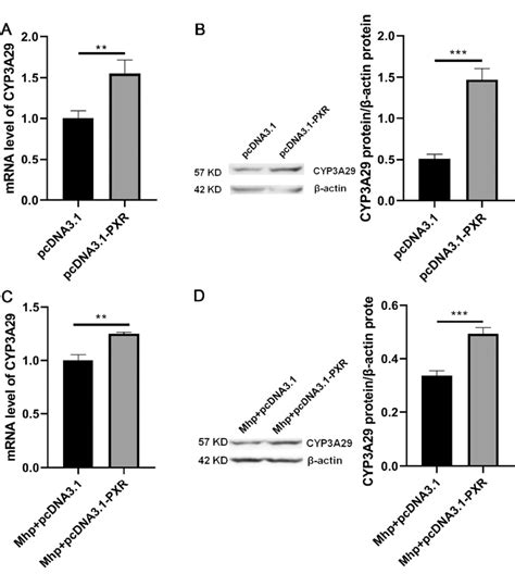 Effect Of Pxr Overexpression On Cyp3a29 Expression In Pam 3d4 21 Cells