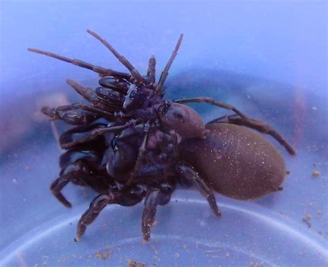 Sexual Dimorphism In The Purseweb Spider Atypus Snetsingeri Atypus