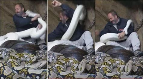 video man steps inside cage of pythons amazed he got bitten