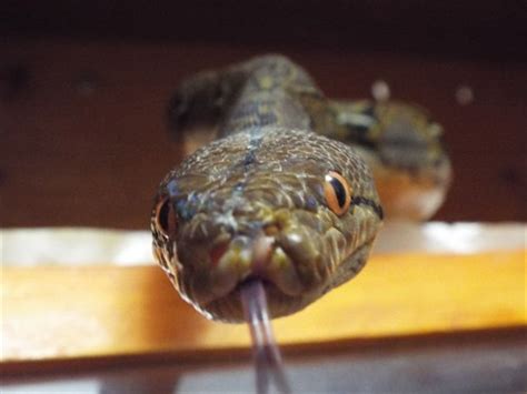 iherp bncrafty madusa reticulated python [python