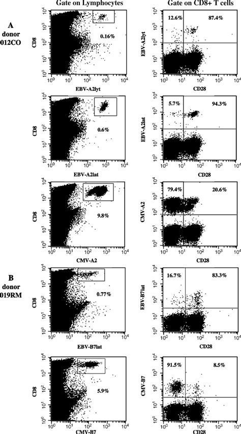 Expression Of Cd28 On Ebv And Cmv Epitope Specific Cd8 þ T Cells In A