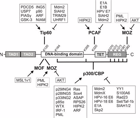 P53 Acetyltransferases Are Targeted By Multiple Proteins That Regulate