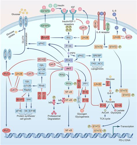 Igf Signaling Cross Talks With Pd L1 Regulation Through Lin28 Let7 Axis