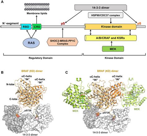 Raf Interacting Proteins And Structures Of Active Braf 2 14 3 3 2 And