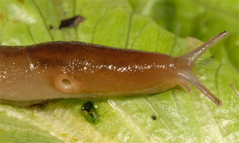 terresterial slugs of florida