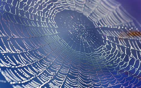 Cobweb Nature Water Drops Dew Spiderwebs Hd Wallpaper Wallpaper Flare
