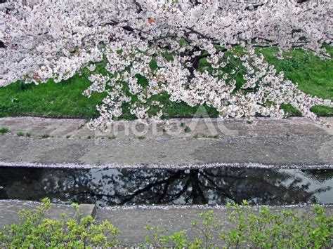 散りゆく桜 No 975694｜写真素材なら「写真ac」無料（フリー）ダウンロードok