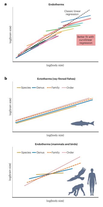 Scaling Up The Mammalian Brain Nature Ecology And Evolution
