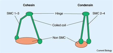 Smc Proteins Current Biology
