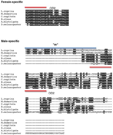 Multiple Sequence Alignments Of The Sex Specific Regions Of Dsx
