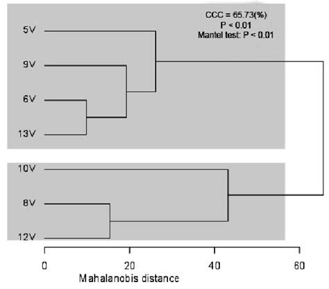 dendrogram obtained by the ward hierarchical method based