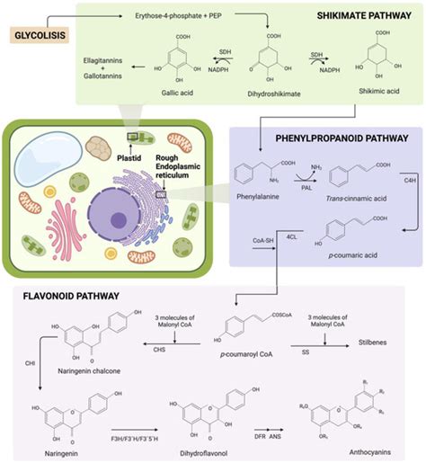 Antioxidants Special Issue Berries In Human Health Antioxidation