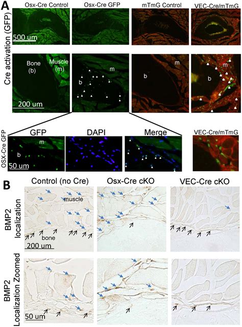 Deletion Of Bmp2 Was Evaluated In Osteogenic Cells Osx Cre And
