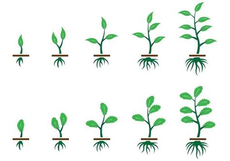 Plant Growth Vector Art Icons And Graphics For Free Download