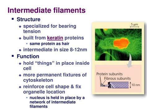 Ppt Chapter 4 The Cell Cytoskeleton Powerpoint Presentation Free