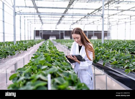 El Investigador De Frutas En La Agricultura Hidropónica De Invernadero