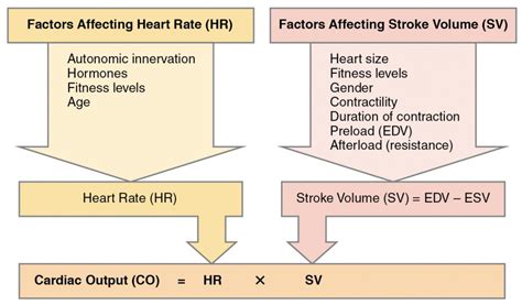 Cardiac Physiology Anatomy And Physiology I