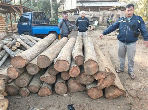 Tebang Pohon Secara Ilegal Di Hutan Empat Warga Malang Berurusan
