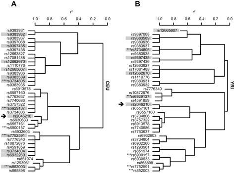 Dendrograms Showing R2 Relationships Between C6orf97 Esr1 Snps In