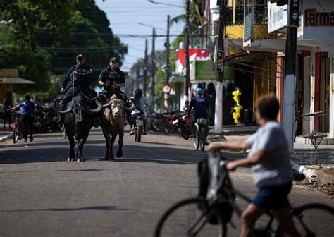Pm Realiza Policiamento Com Búfalos Na Ilha De Marajó No Pará Veja Fotos