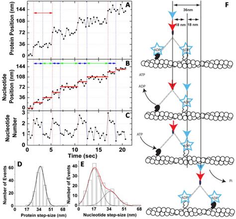 Gaining Insight Into Cellular Cardiac Physiology Using Single Particle