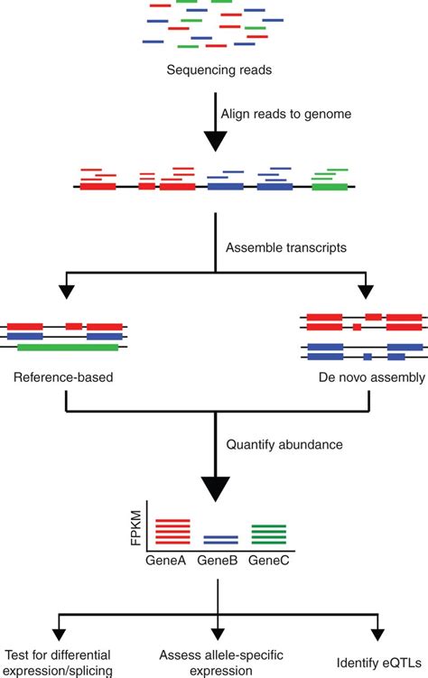 Rna Sequencing And Analysis