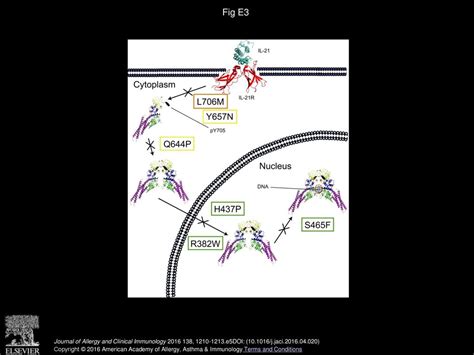 Elucidating The Effects Of Disease Causing Mutations On Stat3 Function