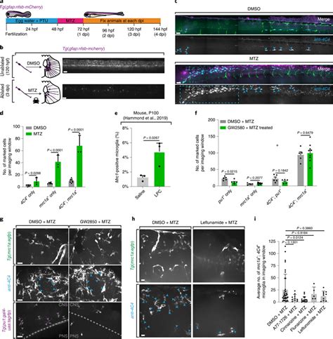 Mrc1a⁺ 4c4⁺ Microglia Expand In Response To Central Nervous System