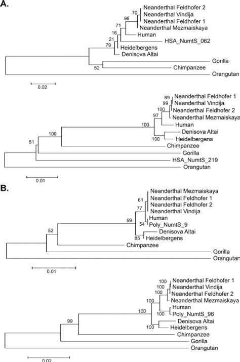 Phylogenetic Trees For Select A Fixed And B Polymorphic Numt