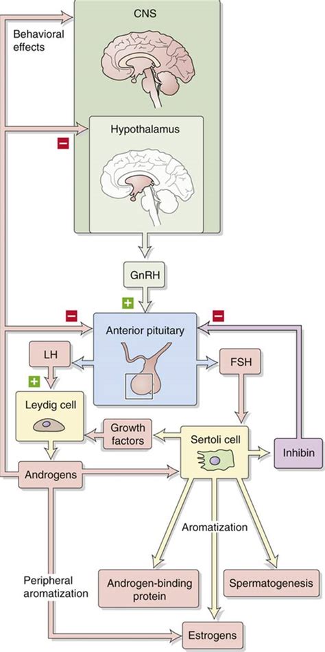 Hypothalamic Pituitary Gonadal Axis The Male Reproductive System