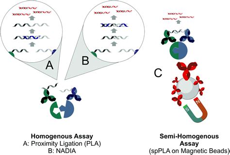 Highly Sensitive Ligand Binding Assays In Pre Clinical And Clinical