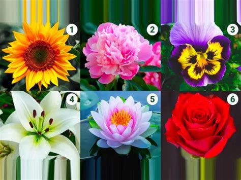 Test Visual ¿cuál Es La Flor Que Más Te Gusta Con Solo Contestar