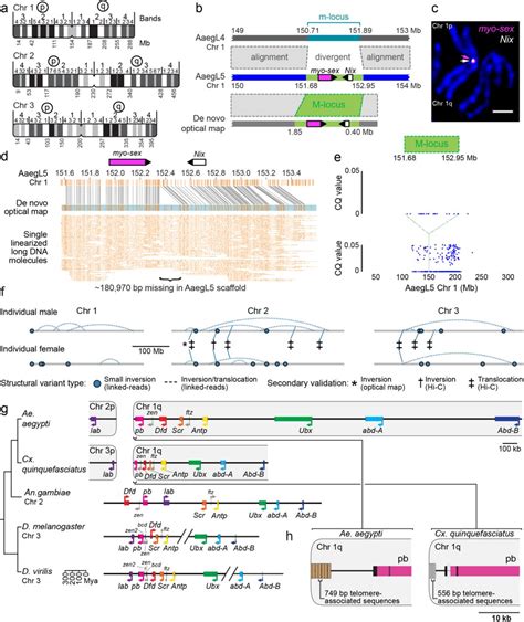 improved aedes aegypti mosquito reference genome assembly
