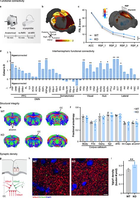 Functional Connectivity And Anatomical Alterations In Adult Cdkl5 Ko