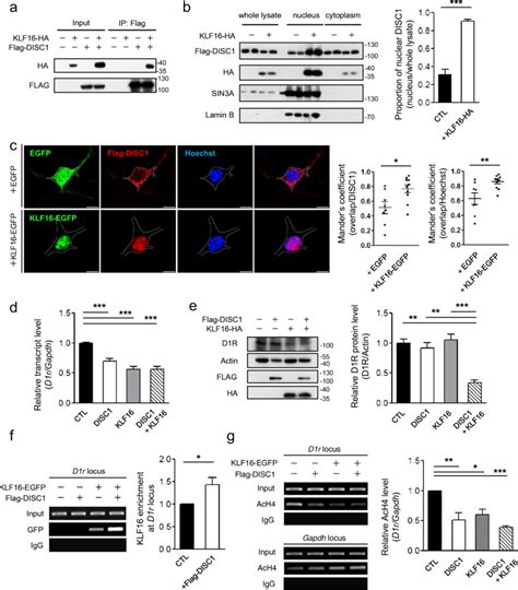 Translocation Of Disc1 Into The Nucleus Via Interaction With Klf16 A