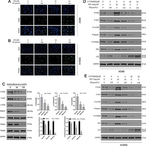 Sotetsuflavone Induces Autophagy In Non Small Cell Lung Cancer Cells