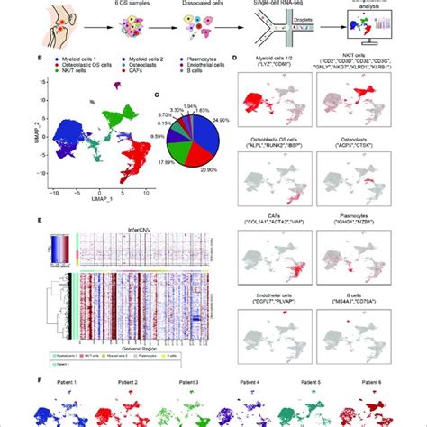 Overview Of Single Cells Derived From Os Tissues A Workflow