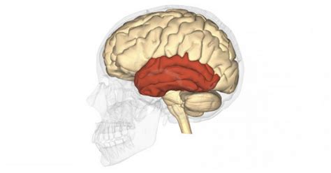 Temporal Lobe Structure And Functions