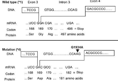 G1934a Polymorphism In Intron 3 Of Cyp2d6 Gene The Carriers Of Only One