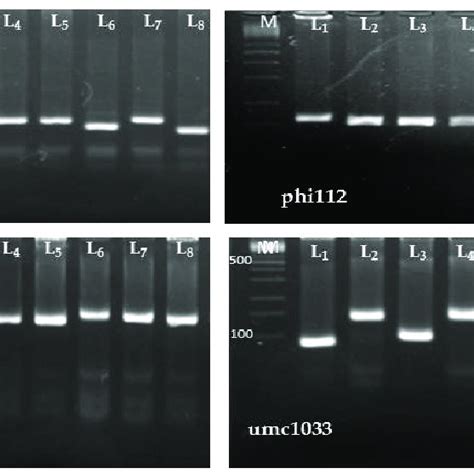 Genetic Distance Gd Matrix Among The Eight Maize Inbred Lines Based