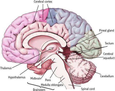 Midbrain Anatomy