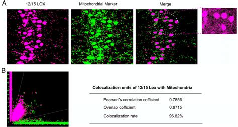 Colocalization Analysis Of 12 15 Lox With Mitochondria In Ca3 Region Of