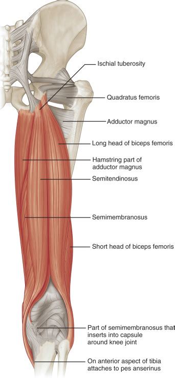 Thigh Anatomy Transverse Plane