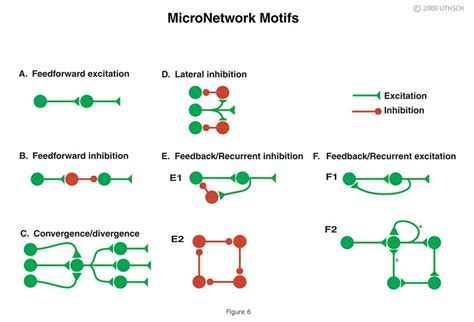 introduction to neurons and neuronal networks section 1 intro