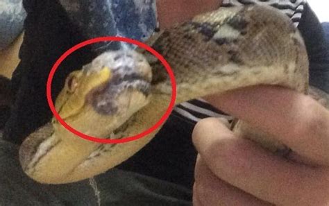 ball python mouth rot symptoms causes treatment and prevention