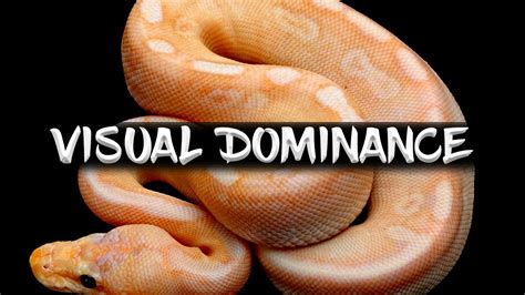 visually dominant genes in ball pythons youtube