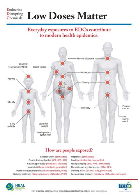 Health And Environment Alliance Infographic Low Doses Matter